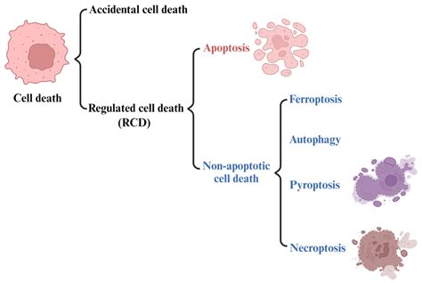 Ijms Free Full Text Iron Ferroptosis And Head And Neck Cancer