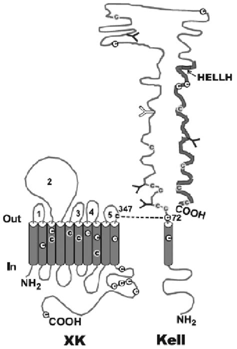 Schematic Diagram Of The Kell Xk Protein Complex Kell Glycoprotein Is