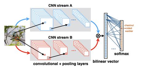 fine grained image classification using bilinear convolutional neural