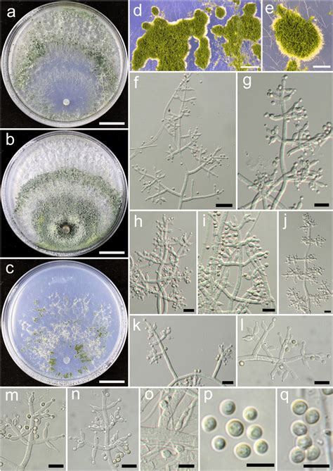 trichoderma breve hmas 248844 a c cultures at 25 °c 7 d a on