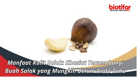 Manfaat Kulit Salak Khasiat Tersembunyi Buah Salak Yang Mungkin Belum