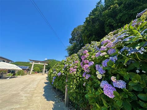 あじさい祭り 粟井神社 見ごろ ゼロからはじめる婚活入門