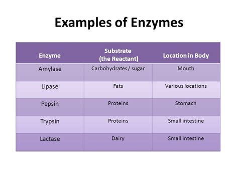 Enzymes Functions Definition Classification