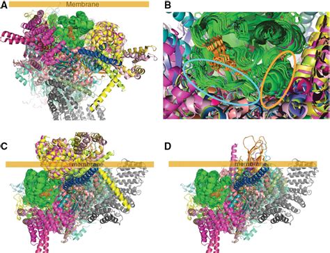 Interface Analysis Of Small Gtp Binding Protein Complexes Suggests