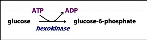 Adenosine Containing Cofactors Bioc 2580 Introduction To Biochemistry