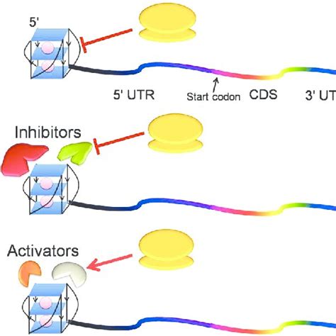 Differences Between Dna G Quadruplex And Rna G Quadruplex Download