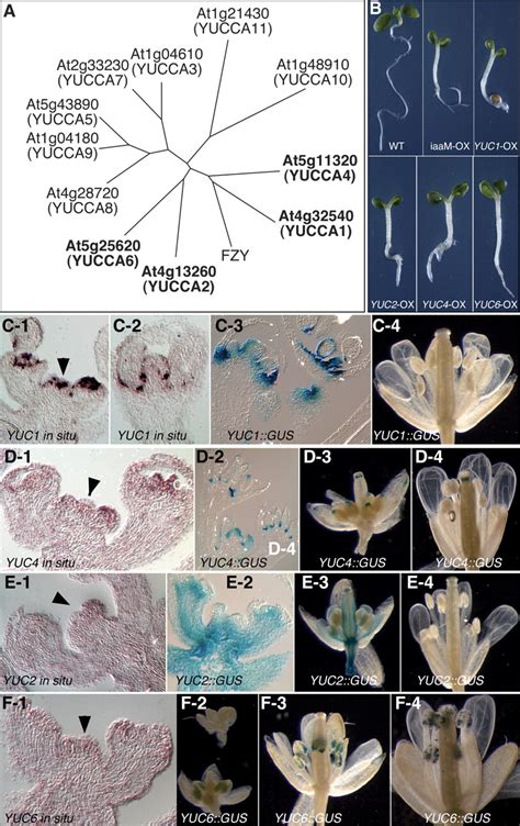 Auxin Biosynthesis By The Yucca Flavin Monooxygenases Controls The