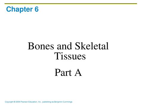 Bones And Skeletal Tissues Ppt Download