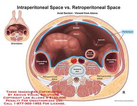 Retroperitoneal Space Organs
