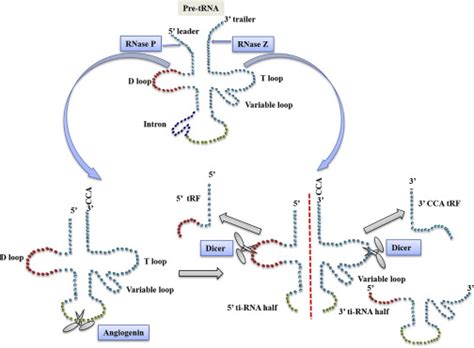 Regulatory Roles Of Trna Derived Rna Fragments In Human Pathophysiology