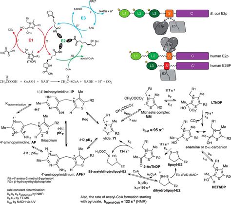 The Pyruvate Dehydrogenase Complexes Structure Based Function And