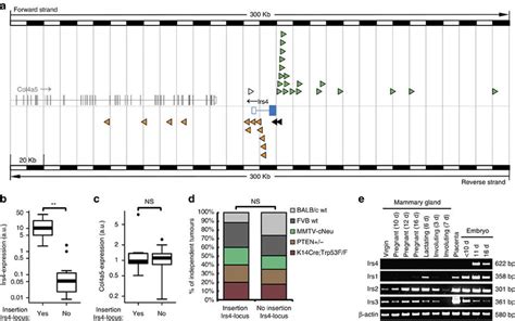 Mmtv Proviral Insertions In The Irs4 Locus And Expression Download