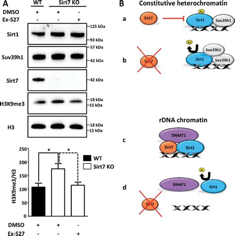 Inactivation Of Sirt1 In Sirt7 Knockout Cells Abolishes Download