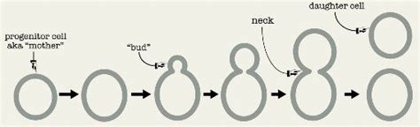 Budding Examples
