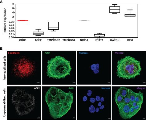 Frontiers Control Of Cdh1 E Cadherin Gene Expression And Release Of A