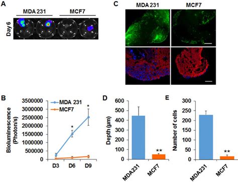 Metastatic Mda Mb 231 Cells Grow And Invade In The Decellularized Lung