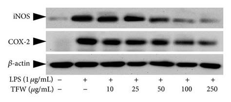 No Production Inos And Cox 2 Expression In Lps Stimulated Raw 264 7