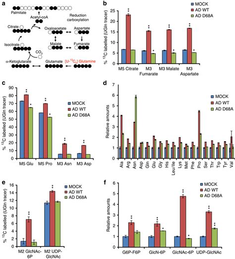 Adenovirus Infection Alters Host Cell Glutamine Utilization In A Myc