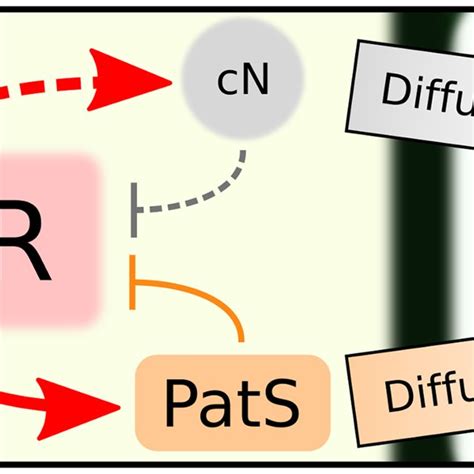 Diffusion Scheme Schematic Representation Of The Diffusion Processes