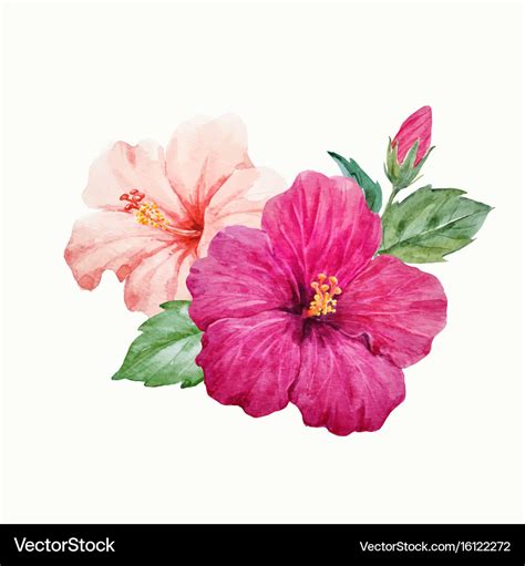 Watercolor Tropical Hibiscus Flower Royalty Free Vector