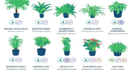 Nasa Reveals A List Of The Best Air Cleaning Plants For Your Home My