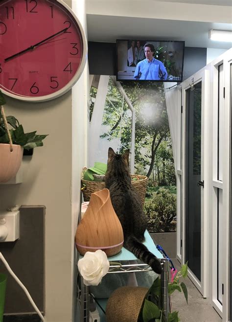 Guest Rooms Burleigh Heads Boutique Cattery Kitty Kat Sleepover