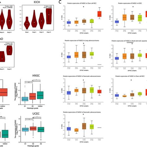 Correlation Between Fads2 Expression And Pathological Download