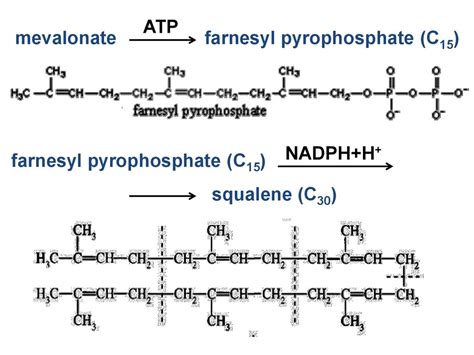 Lipid Metabolism Part 2 Online Presentation