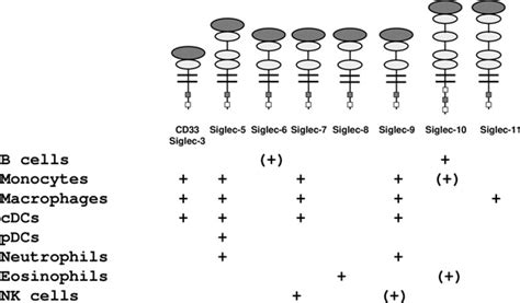 Itim Containing Human Cd33 Related Siglecs And Their Cellular