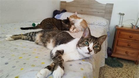 Mom And Son Goblin Sillyness R Houdinithecat