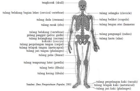 Detail Kerangka Tubuh Manusia Dan Keterangannya Koleksi Nomer 21