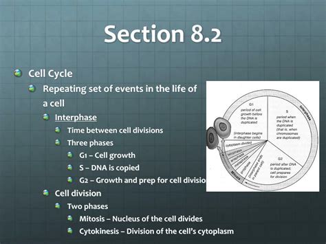 Ppt Chapter 8 Cell Reproduction Powerpoint Presentation Free