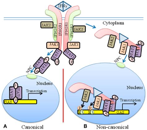 Frontiers Ifn Signaling How A Non Canonical Model Led To The