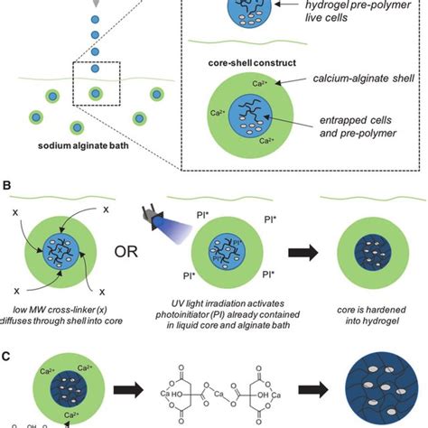 Schematic Of Core Shell Spherification Method A A Hydrogel Precursor