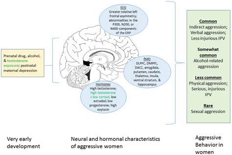 frontiers aggression in women behavior brain and hormones