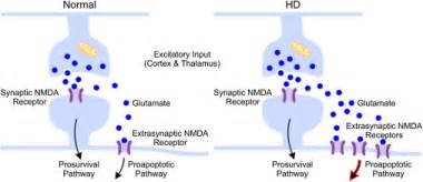 Location Location Location Contrasting Roles Of Synaptic And