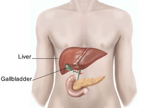 Biliary Duct Anatomy Anatomy Reading Source