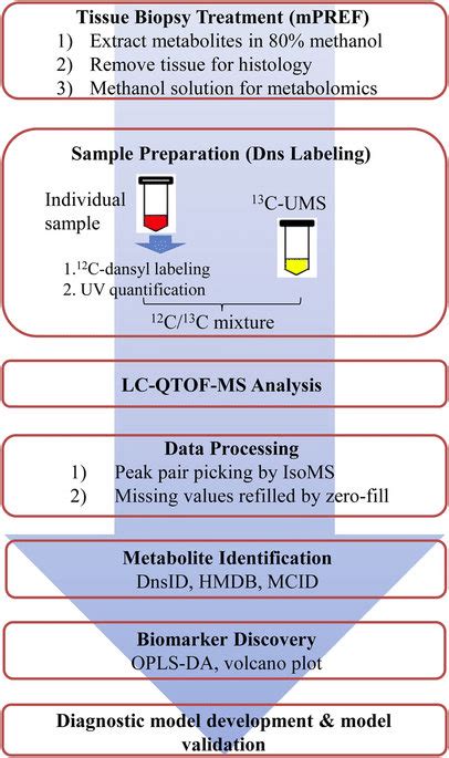 Workflow Of High Performance Cil Lc Ms For Metabolomic Profiling And