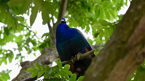 Review Tamron 70 200mm F 2 8 Sp Di Vc Usd Dx Focus Review