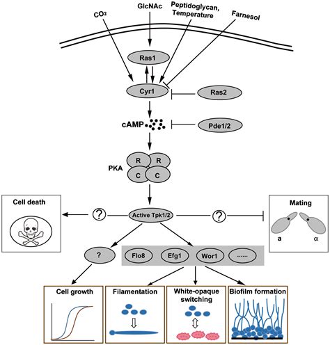 Molecular Microbiology Microbiology Journal Wiley Online Library