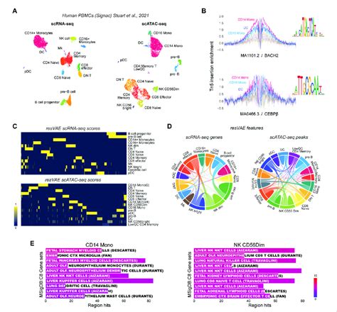 Results Of Explorative Analyses Using Resvae Ensemble On The Human Pbmc