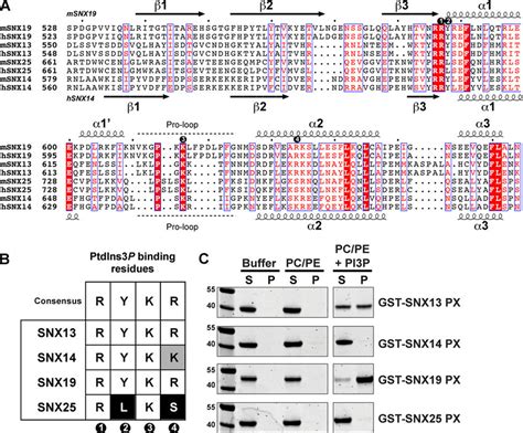 Phosphoinositide Binding By The Px Domains Of The Mammalian Rgs Px