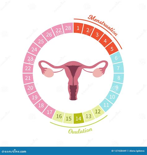 Menstrual Cycle Vector Stock Vector Illustration Of Female 127428449
