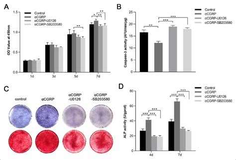 αcgrp Effects On Viability Apoptosis And Differentiative Capacity Of