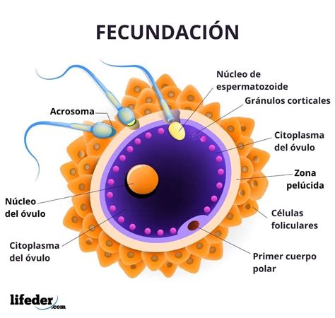 Fecundación Humana Qué Es Cómo Ocurre Proceso 2022