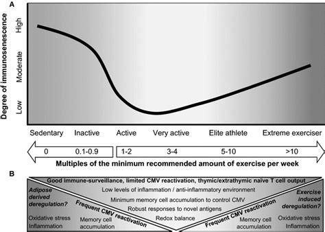 A A Hypothetical Model Proposing A Possible Dose Response Relationship