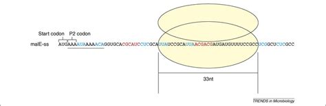 A Schematic Highlighting The Codon Usage Biases In Male Ss A Region Of