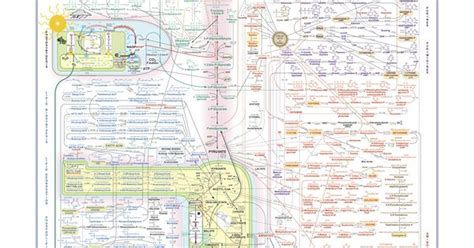 Biology Charts And Posters Biology Charts Human Metabolic Pathways