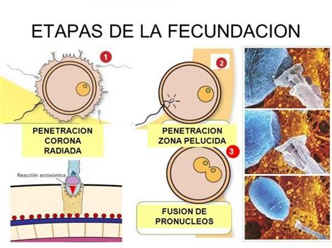Fases De La Fecundación ¡¡resumen Corto La Fecundacion Etapas De