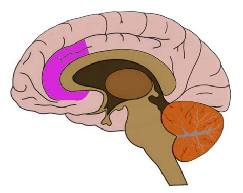 Anterior Cingulate Cortex Definition — Neuroscientifically Challenged